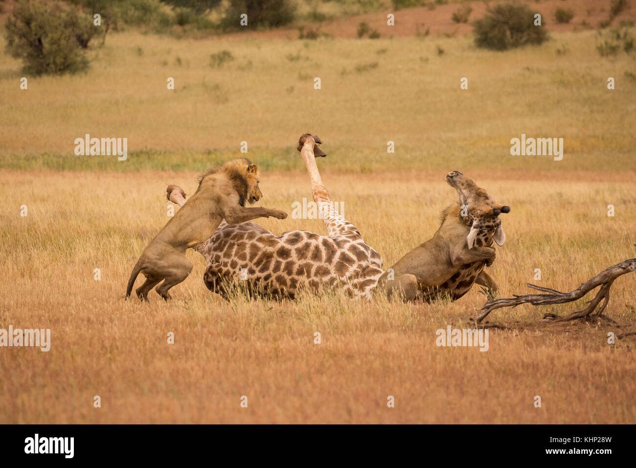 African Lion (Panthera leo) males hunting South African Giraffe ...