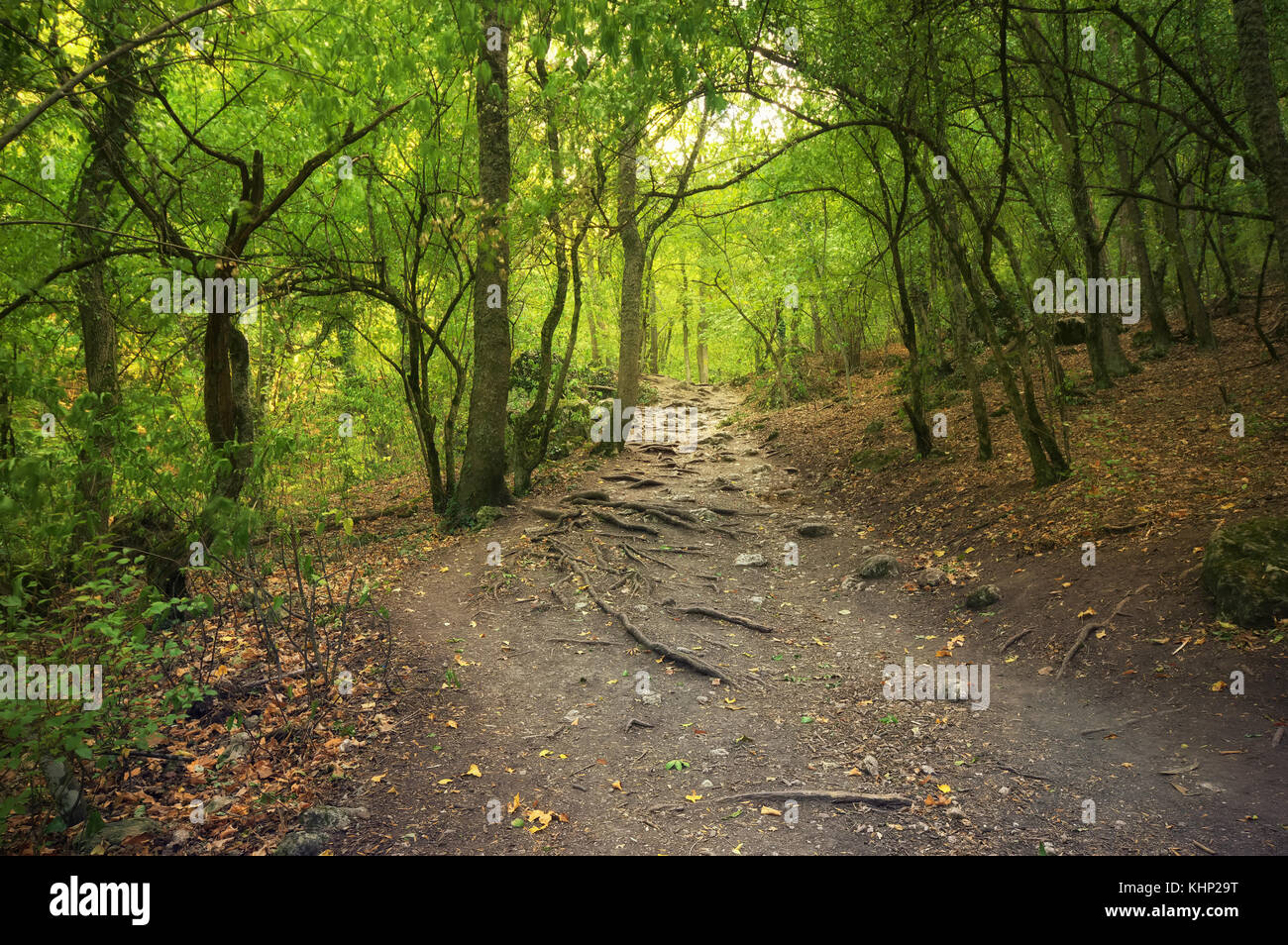 Into the forest. Path in forest. Nature composition Stock Photo - Alamy