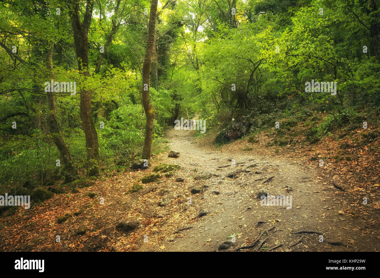 Into the forest. Path in forest. Nature composition Stock Photo - Alamy