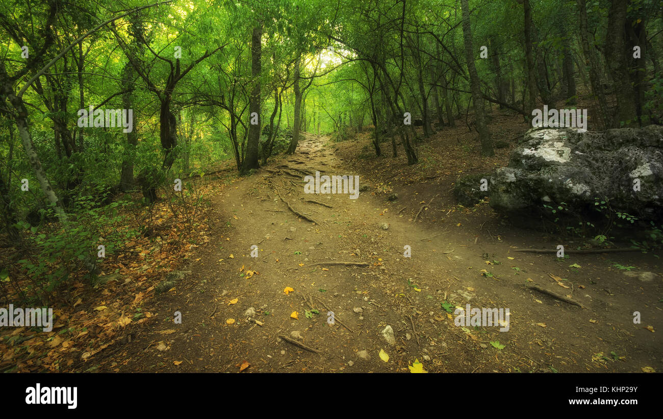 Into the forest. Path in forest. Nature composition Stock Photo - Alamy