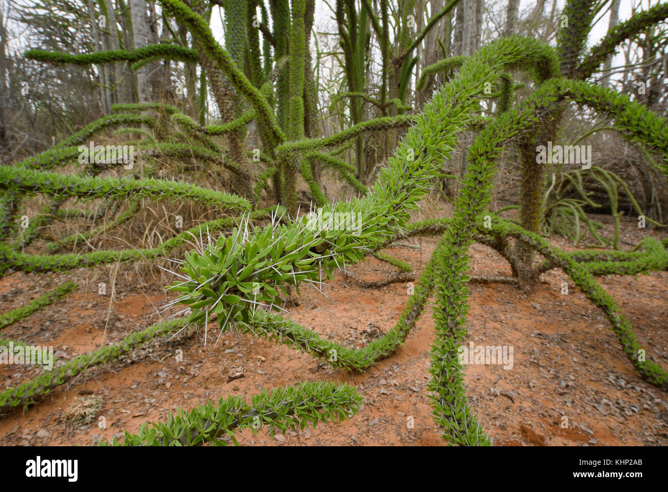 Octopus Tree (Didierea trollii) in spiny forest, Amboasary, Madagascar ...