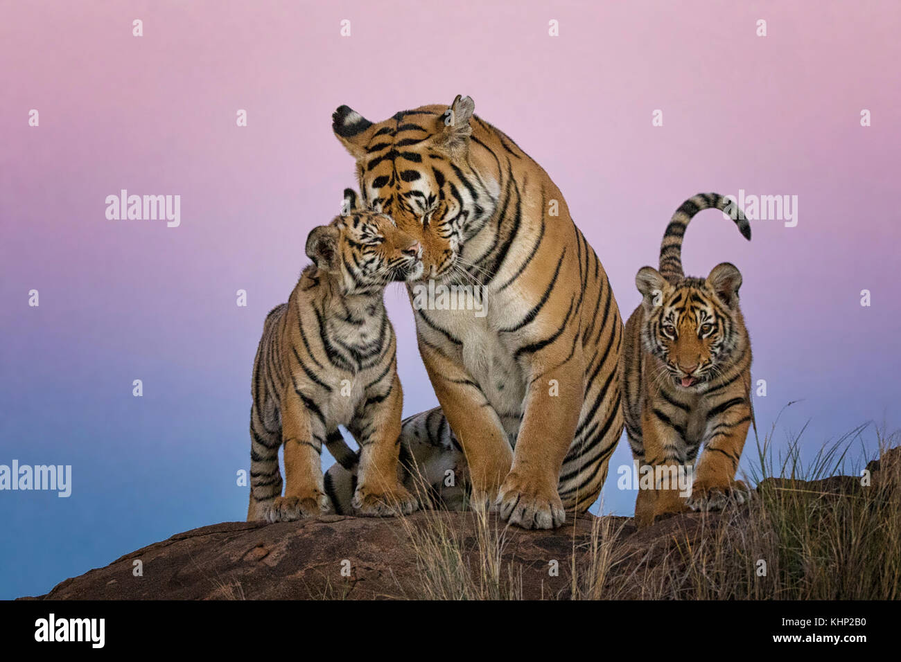 Tiger (Panthera tigris) female with cubs, native to Asia Stock Photo ...