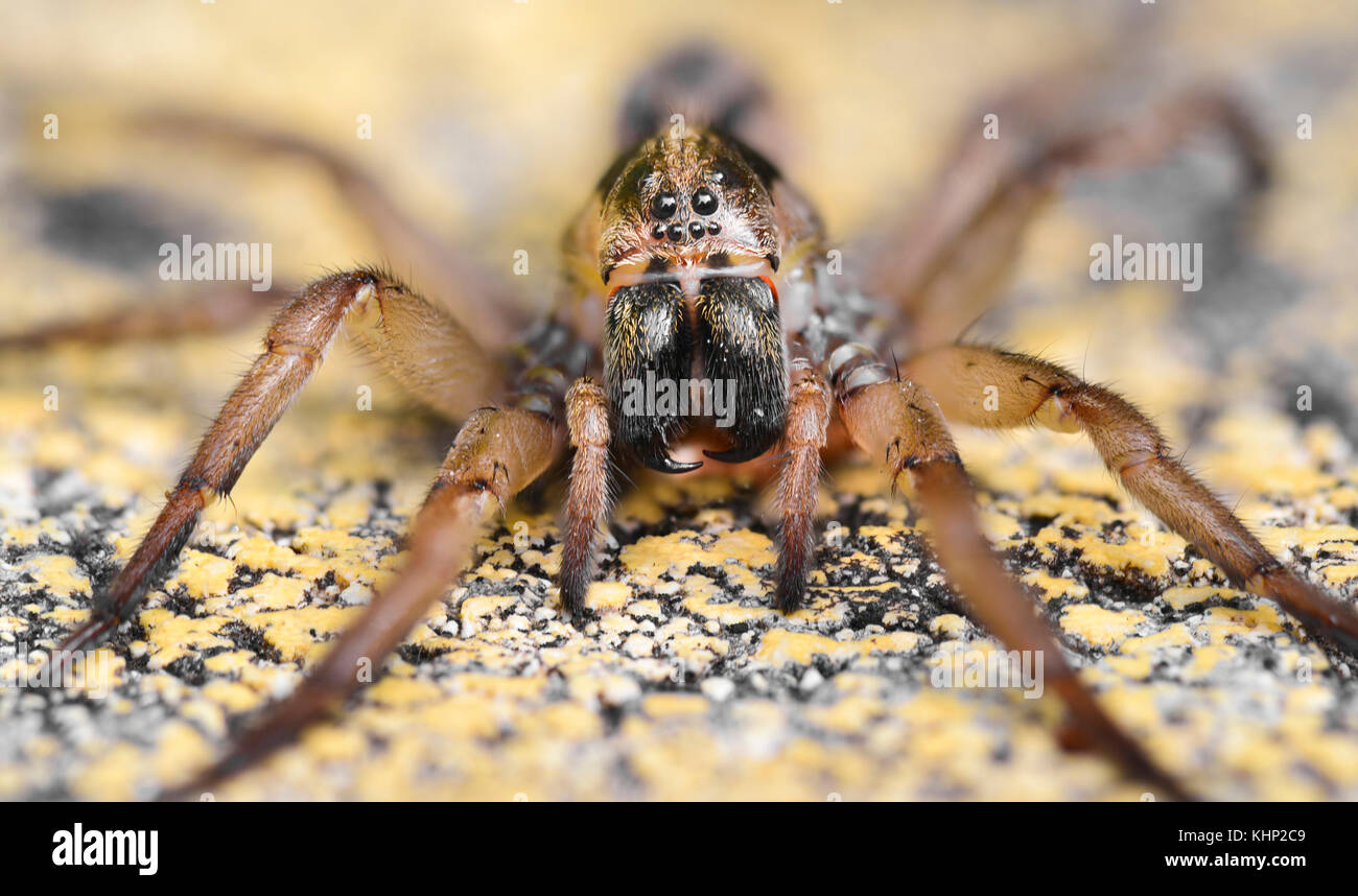 Wolf Spider (Lycosidae) showing multiple eyes and large mandibles ...