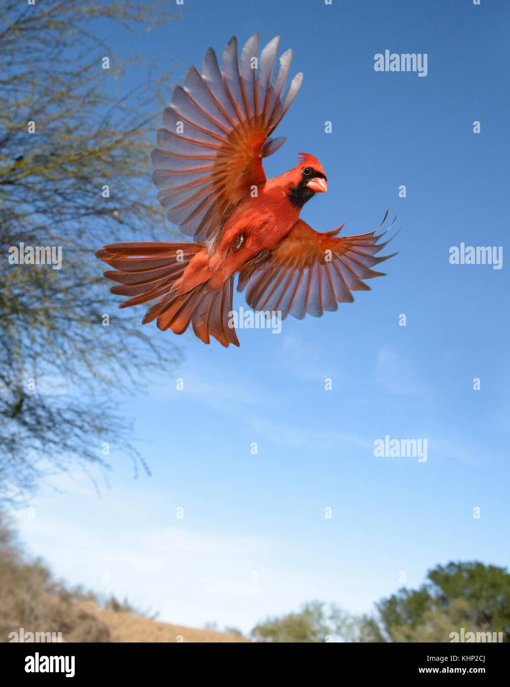 Northern Cardinal (Cardinalis cardinalis) male flying, Texas Stock ...