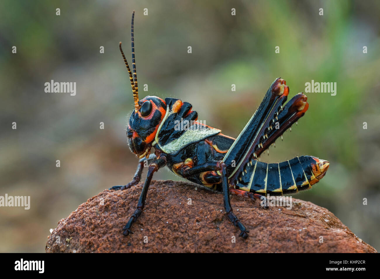 Grasshopper (Tropidacris collaris) nymph, Guajira Peninsula, Colombia ...