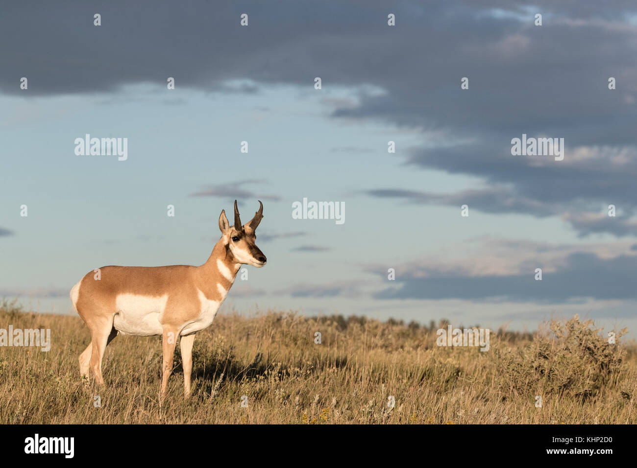 Pronghorn Antelope (Antilocapra americana) two year old male, eastern ...