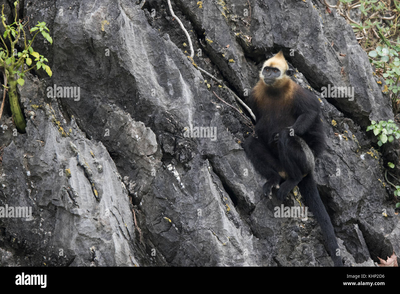 Cat Ba Langur (Trachypithecus poliocephalus poliocephalus), Ha Long Bay ...