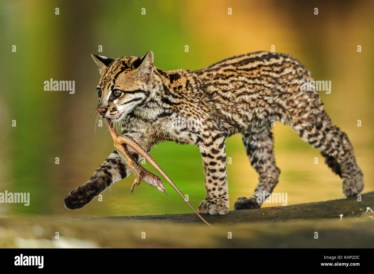 Ocelot (Leopardus pardalis) kitten carrying lizard prey, Mamiraua ...