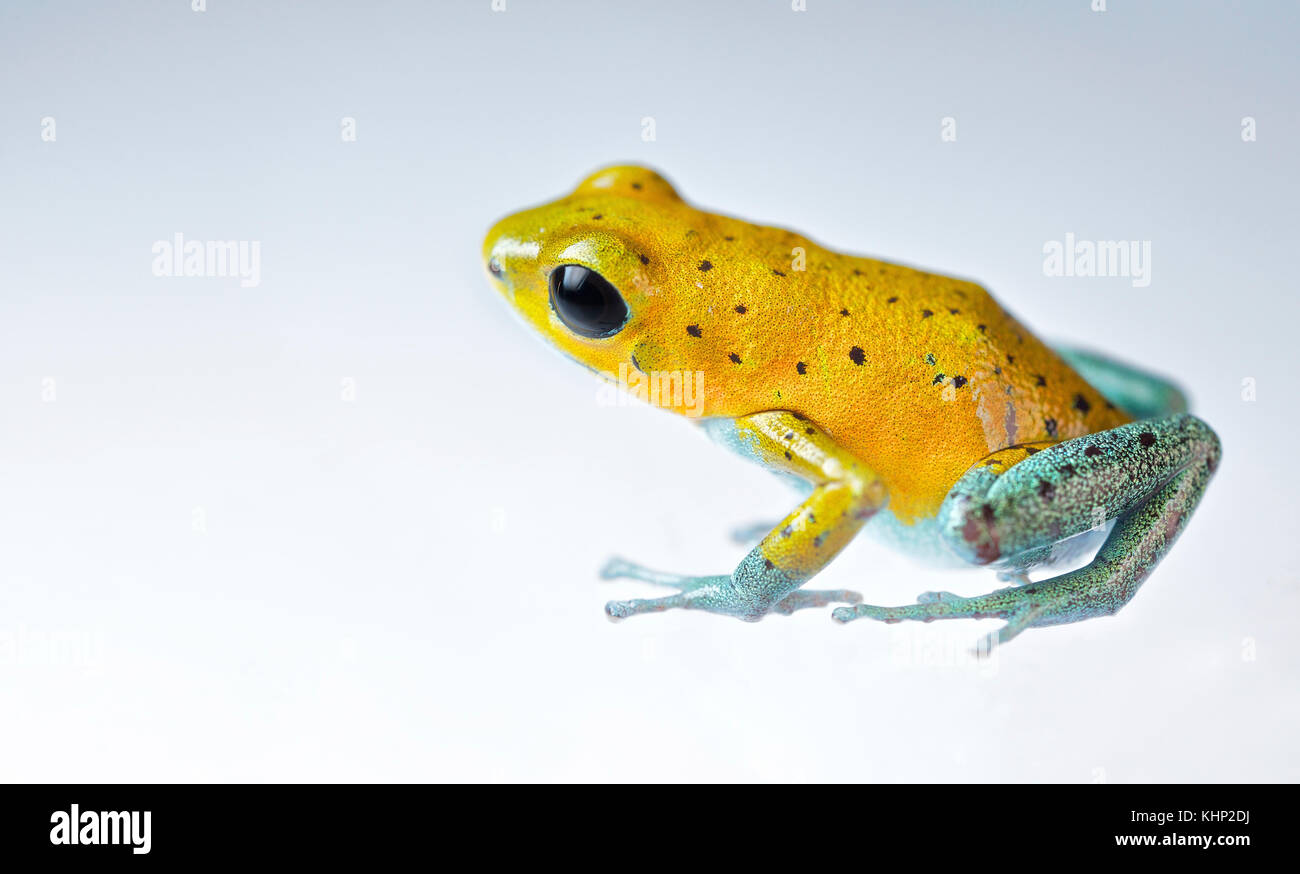 Strawberry Poison Dart Frog (Oophaga pumilio), rambala morph, Chiriqui ...