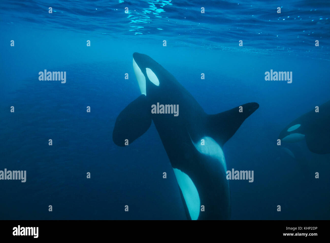 Orca (Orcinus orca) pair cooperatively hunting Atlantic Herring (Clupea ...