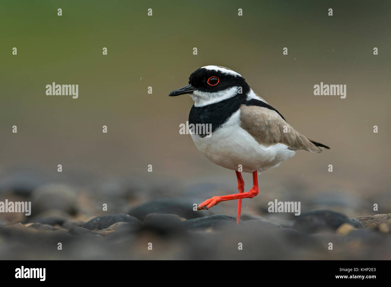 Pied Lapwing (Vanellus cayanus), Los Llanos, Colombia Stock Photo - Alamy