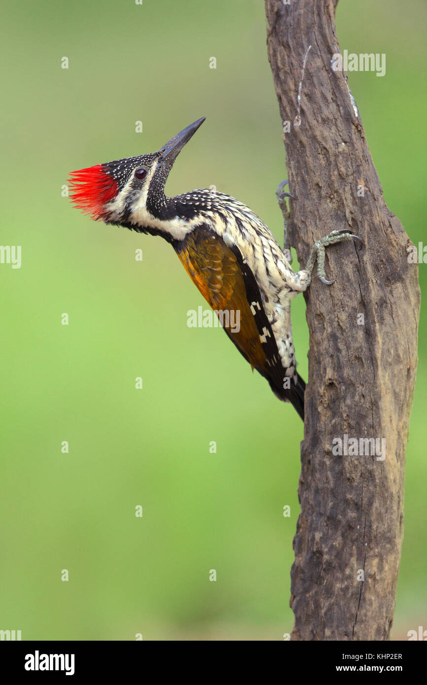 "Greater Flameback (Chrysocolaptes lucidus) male, Kerala, India Stock ...