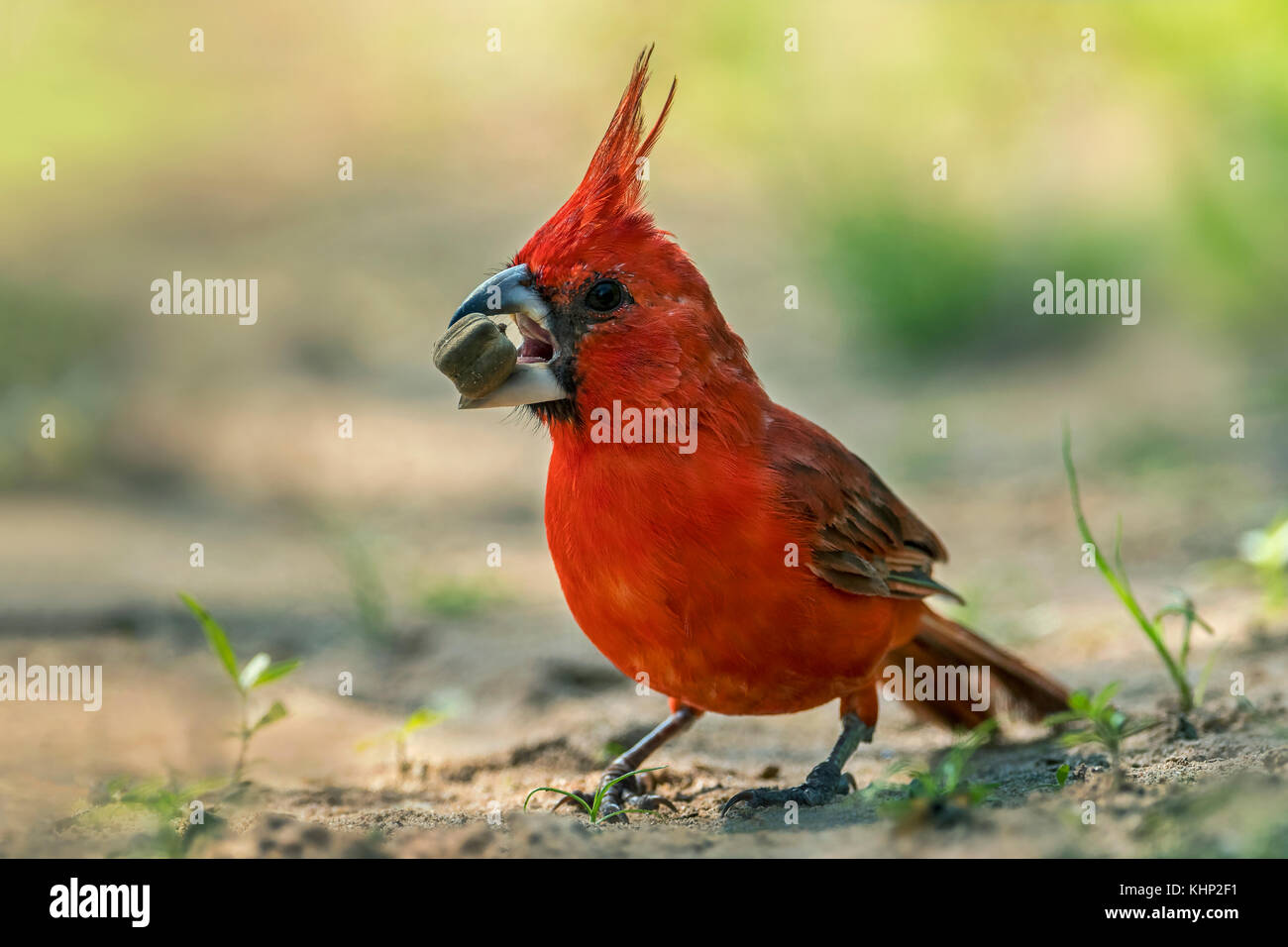 Vermilion Cardinal (Cardinalis phoeniceus) male feeding on seed ...