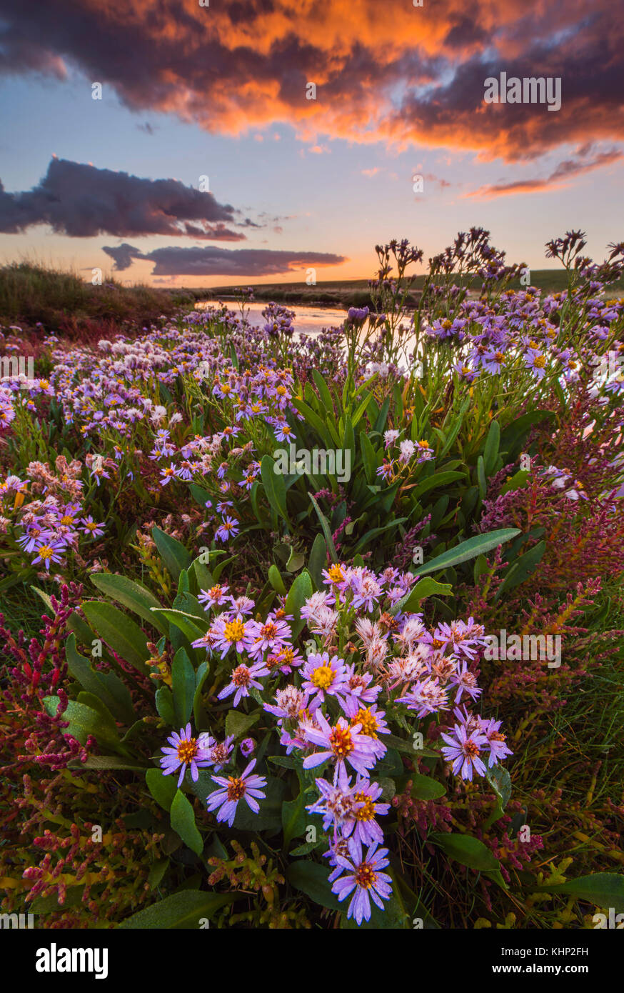 Sea Aster (Aster tripolium) flowering in saltmarsh, Netherlands Stock ...