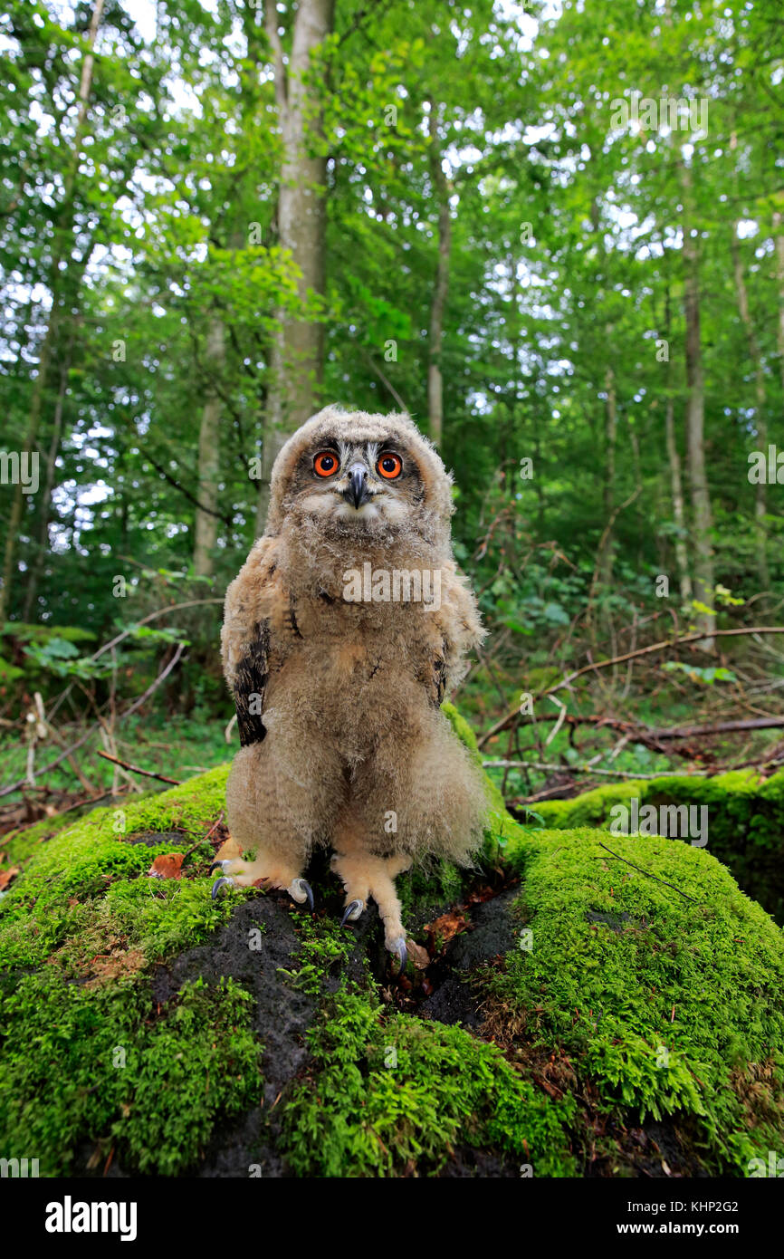 Eurasian Eagle-Owl (Bubo bubo) chick, Eifel, Germany Stock Photo - Alamy
