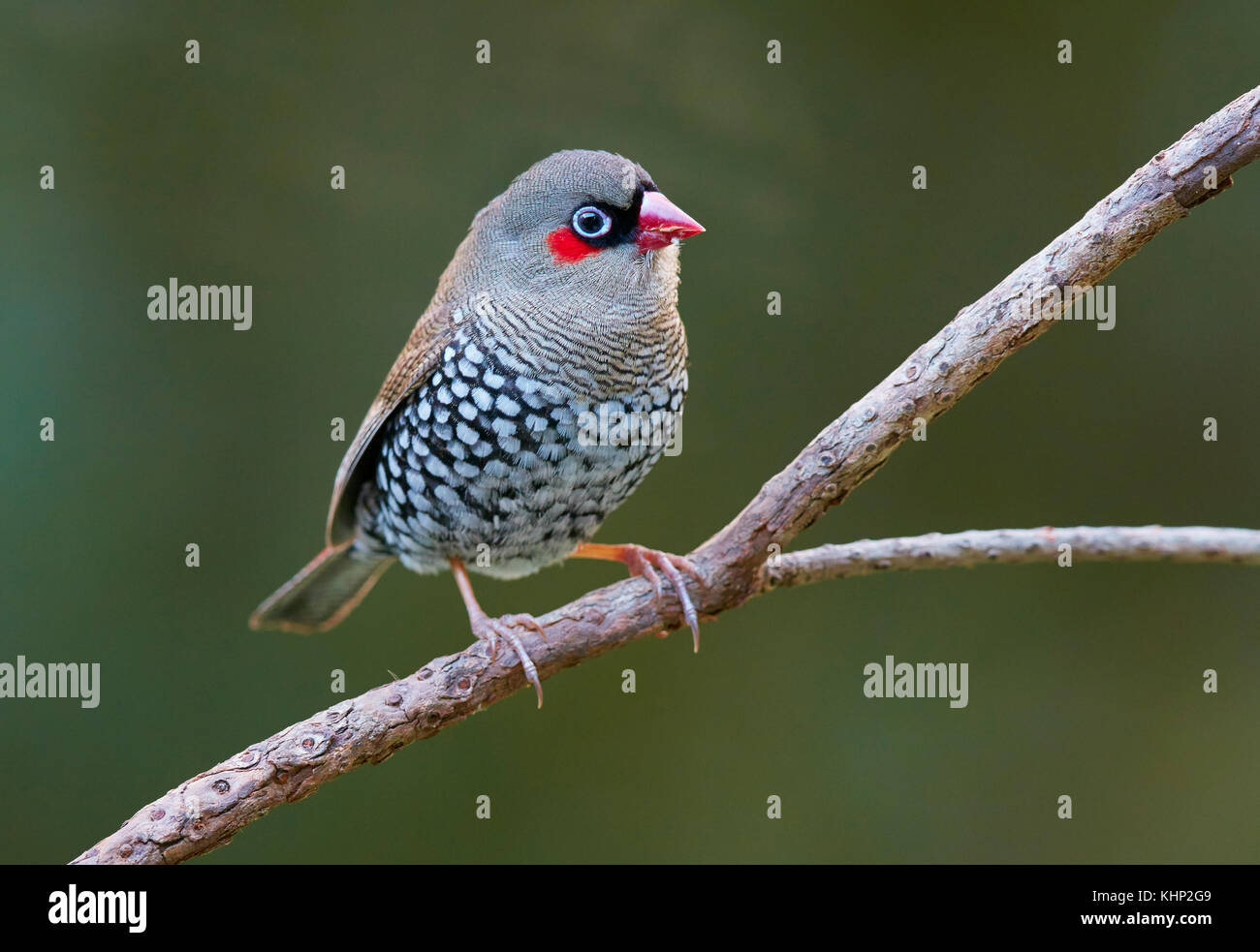 Red-eared Firetail (Stagonopleura oculata), Western Australia ...