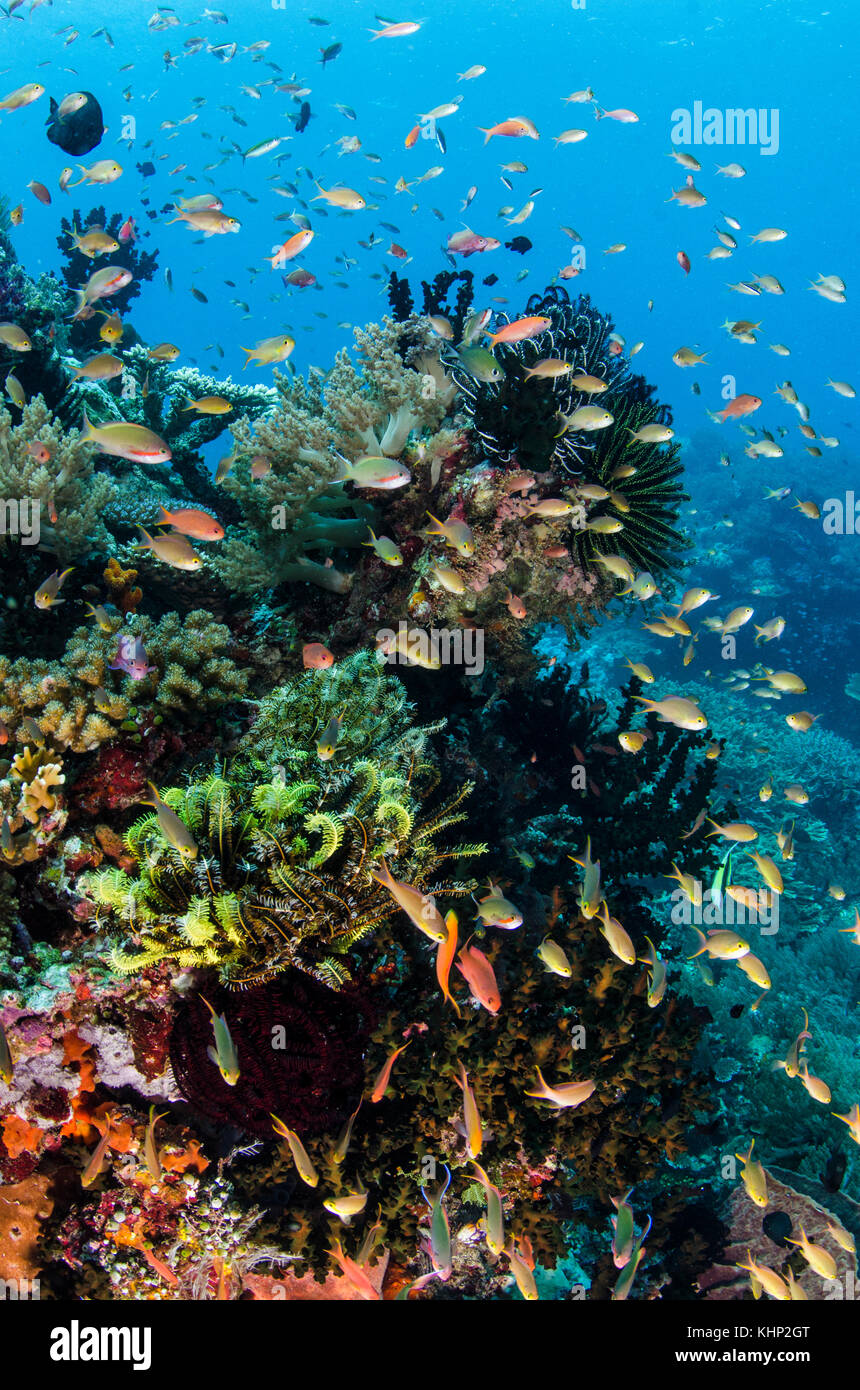 Coral reef, Banda Sea, Indonesia Stock Photo - Alamy