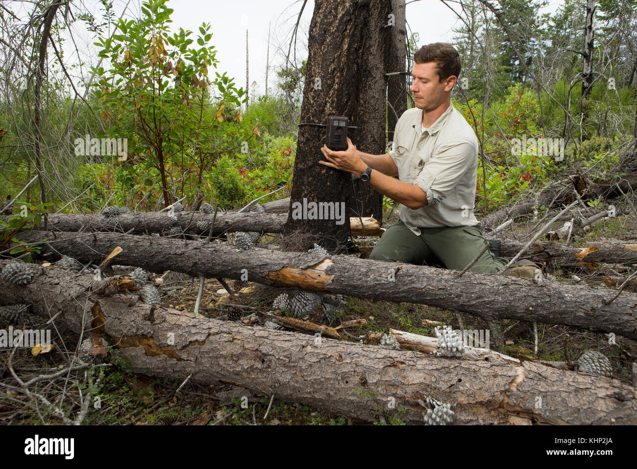 Mountain Lion (Puma concolor) biologist, Sean McCain, setting up camera ...