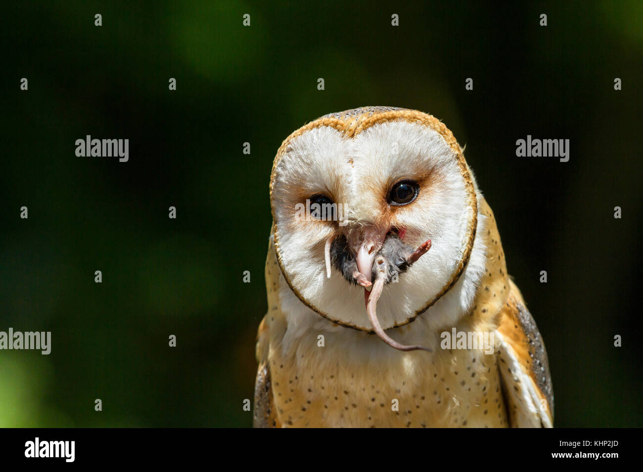 Barn Owl (Tyto alba) swallowing mouse prey, native worldwide Stock ...