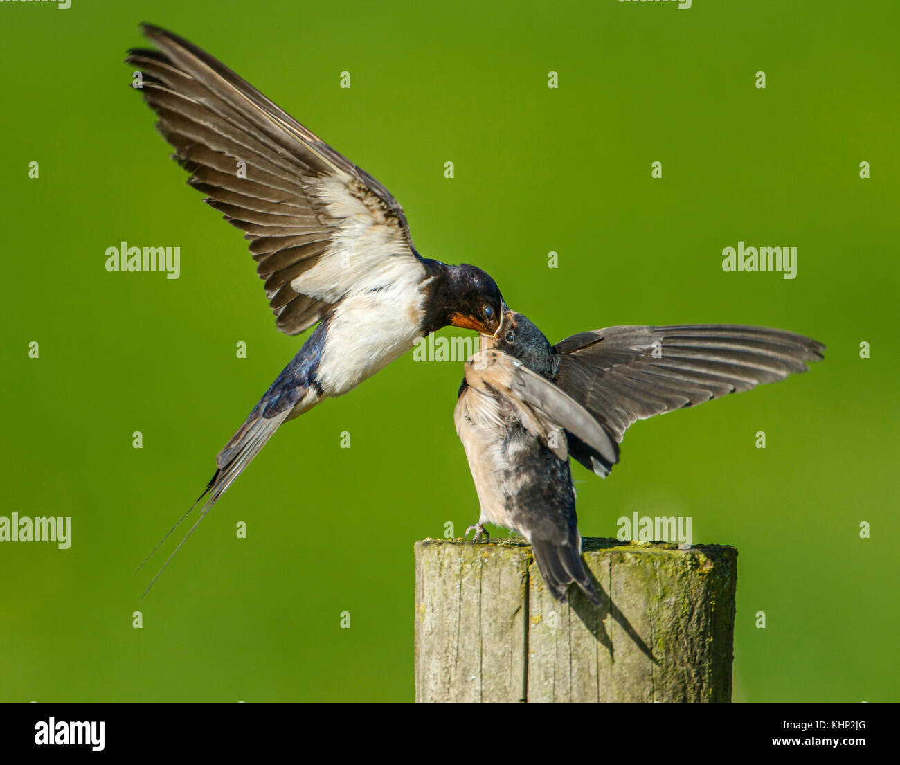 Barn Swallow (Hirundo rustica) parent feeding fledgling, Netherlands ...