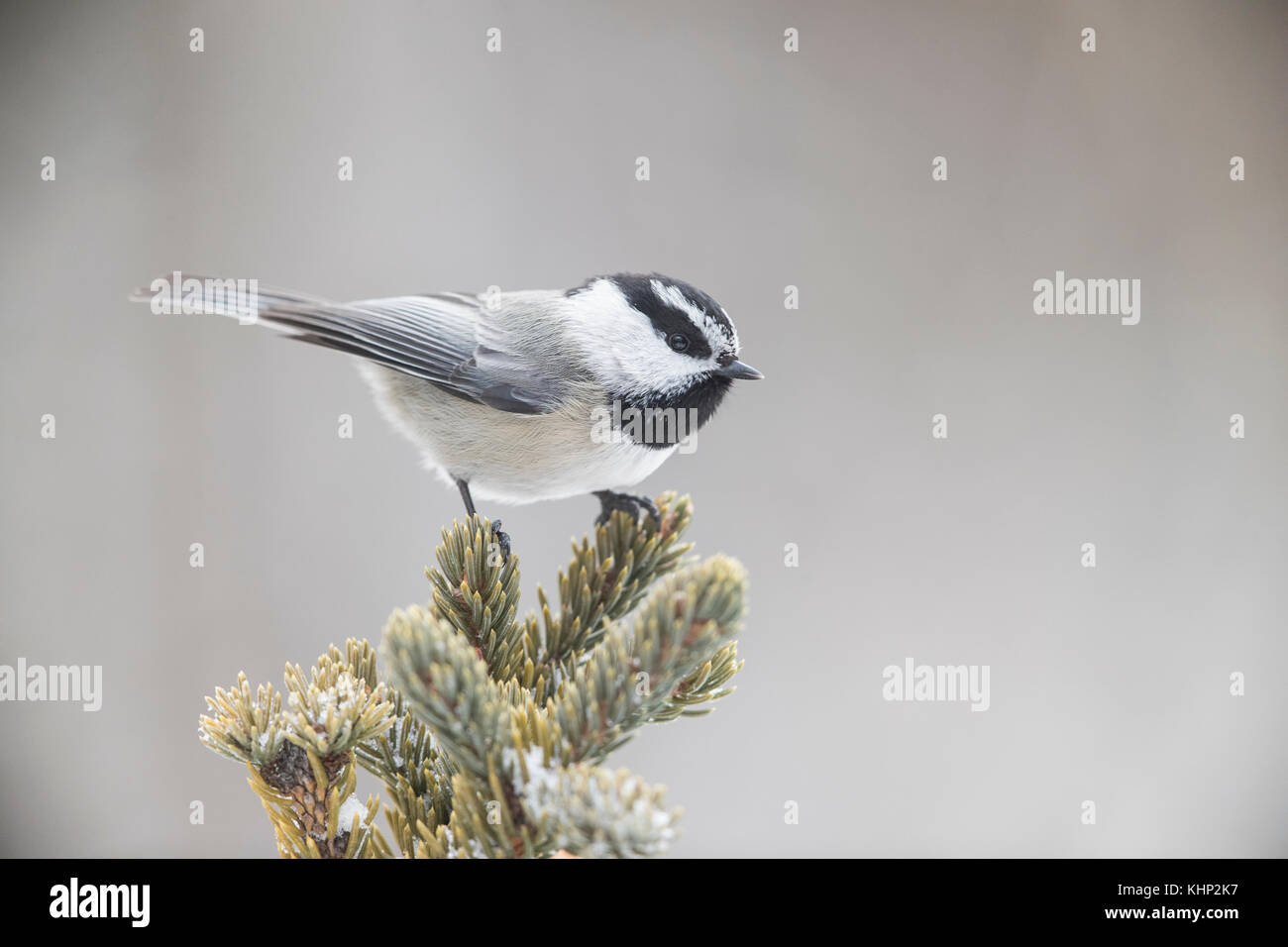 Mountain Chickadee (Poecile gambeli) in winter, Yaak, Montana Stock ...