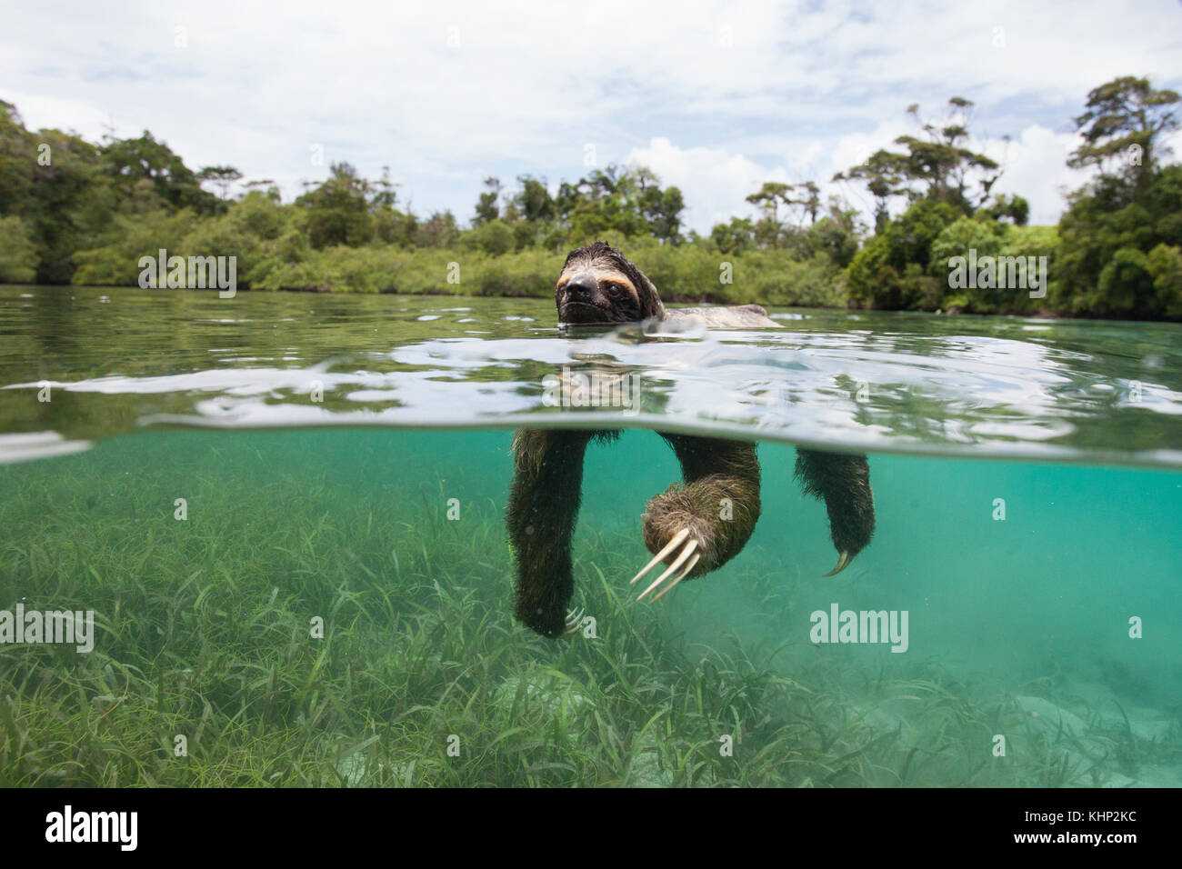 Pygmy Three-toed Sloth (Bradypus pygmaeus) swimming in mangrove forest ... Pygmy Three-toed Sloth (Bradypus pygmaeus) swimming in mangrove forest ...
