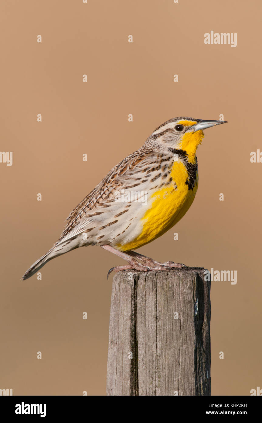Western Meadowlark (Sturnella neglecta), Wyoming Stock Photo - Alamy