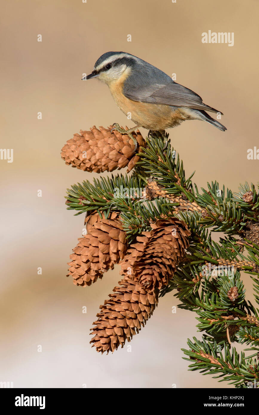 Red-breasted Nuthatch (Sitta canadensis), Alaska Stock Photo - Alamy