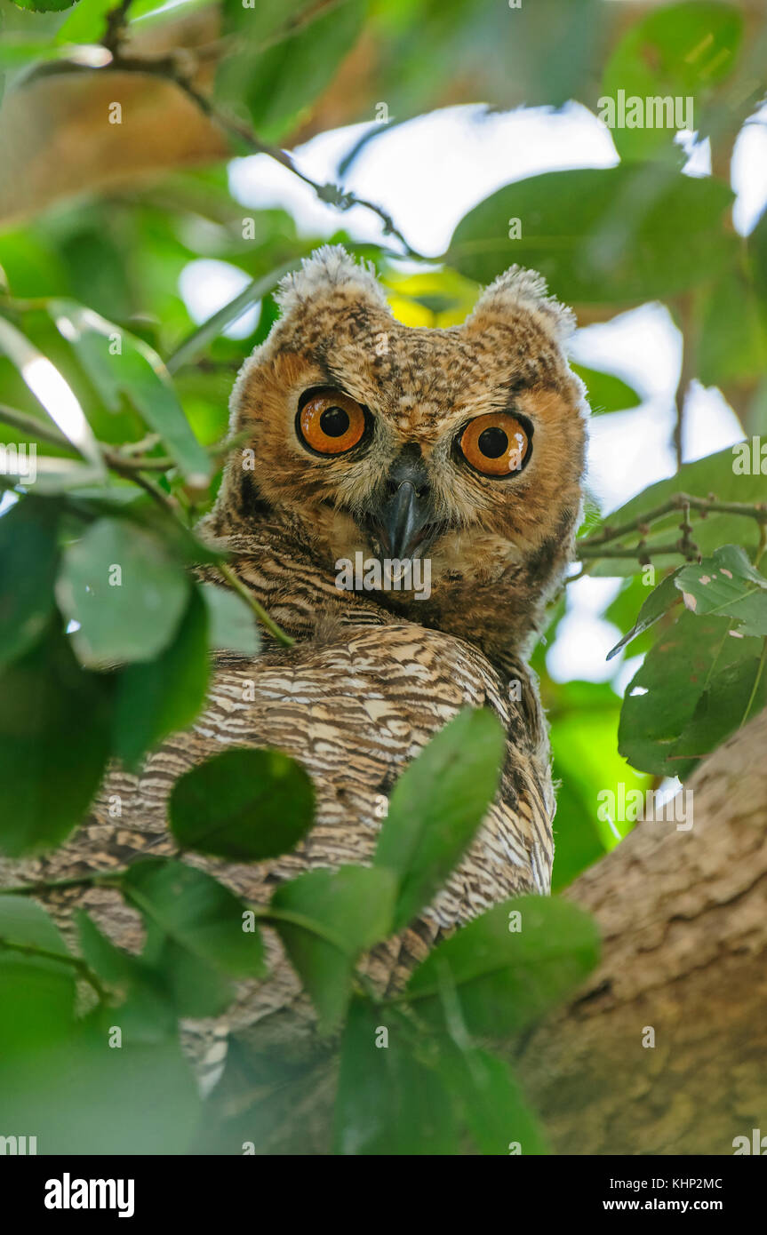 Great Horned Owl (Bubo virginianus) chick, Pantanal, Mato Grosso ...