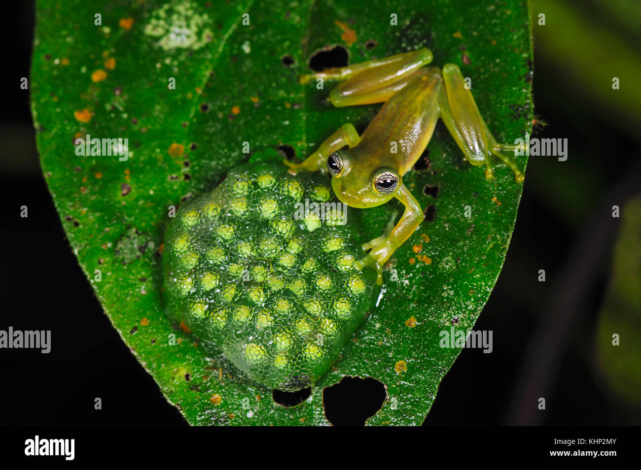 Leaf Frog (Cochranella spinosa) parent protecting egg spawn, San ...