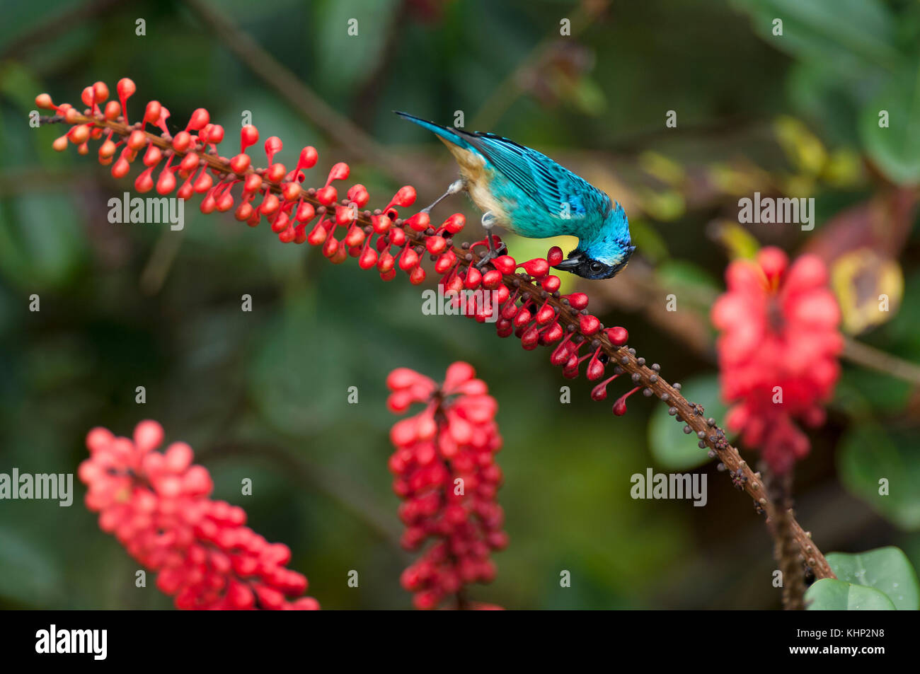 Golden-naped Tanager (Tangara ruficervix) male feeding on flower nectar ...