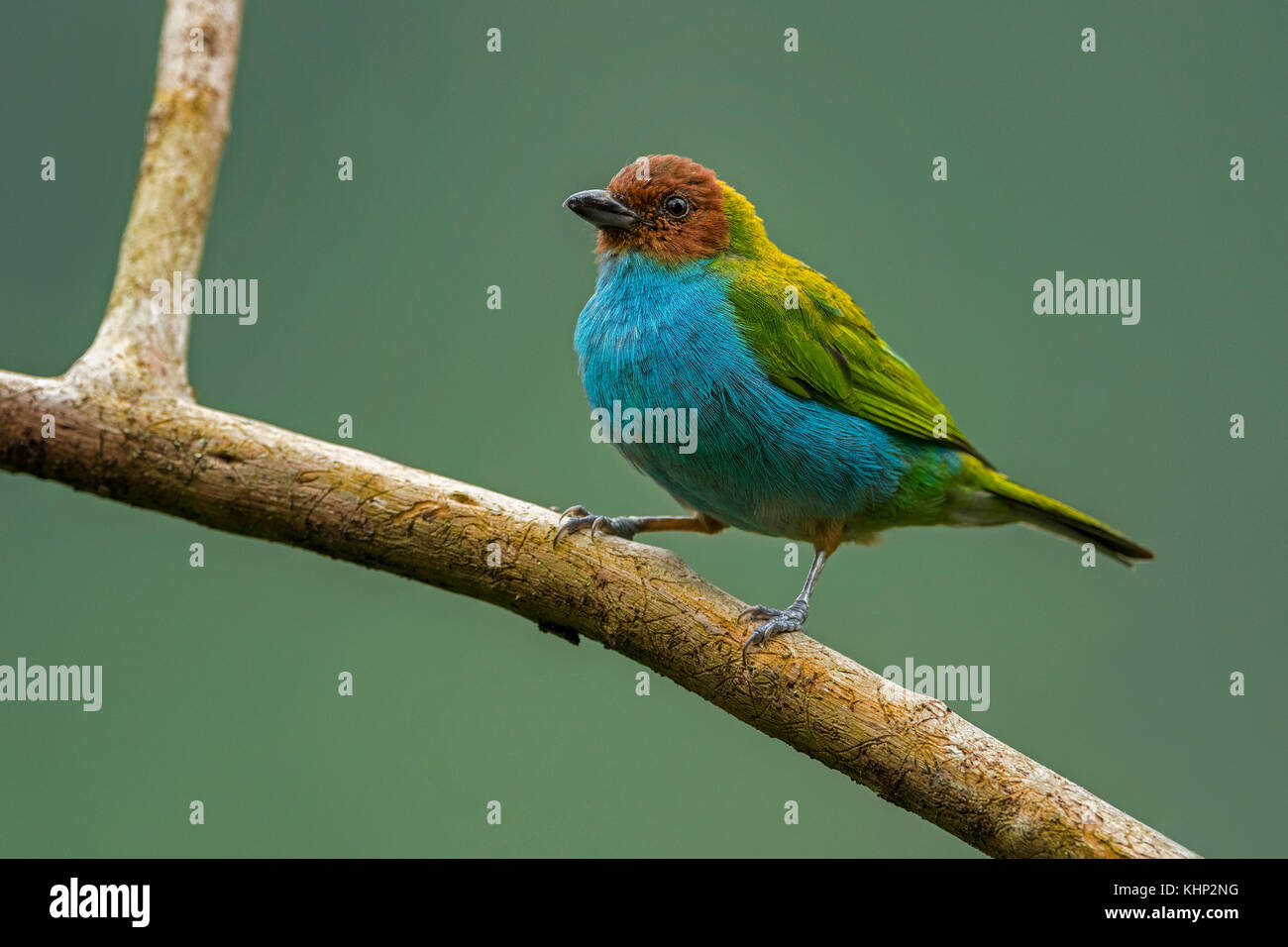 Bay-headed Tanager (Tangara gyrola), Guacharo Cave National Park ...