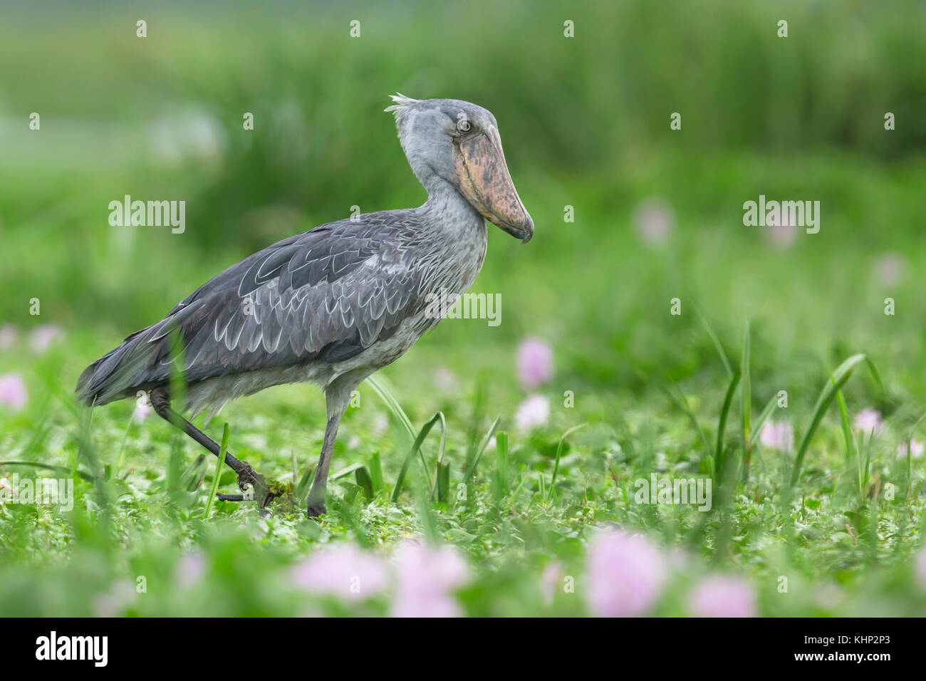 Shoebill (Balaeniceps rex), Murchison Falls National Park, Uganda Stock ...