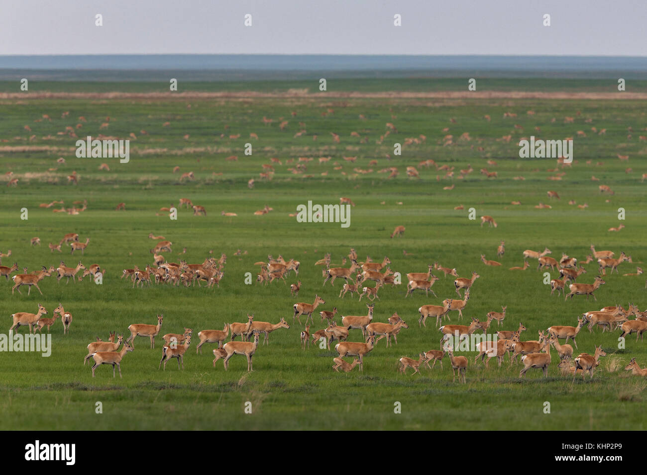 Goitered Gazelle (Gazella subgutturosa) herd in steppe, Mongolia Stock ...