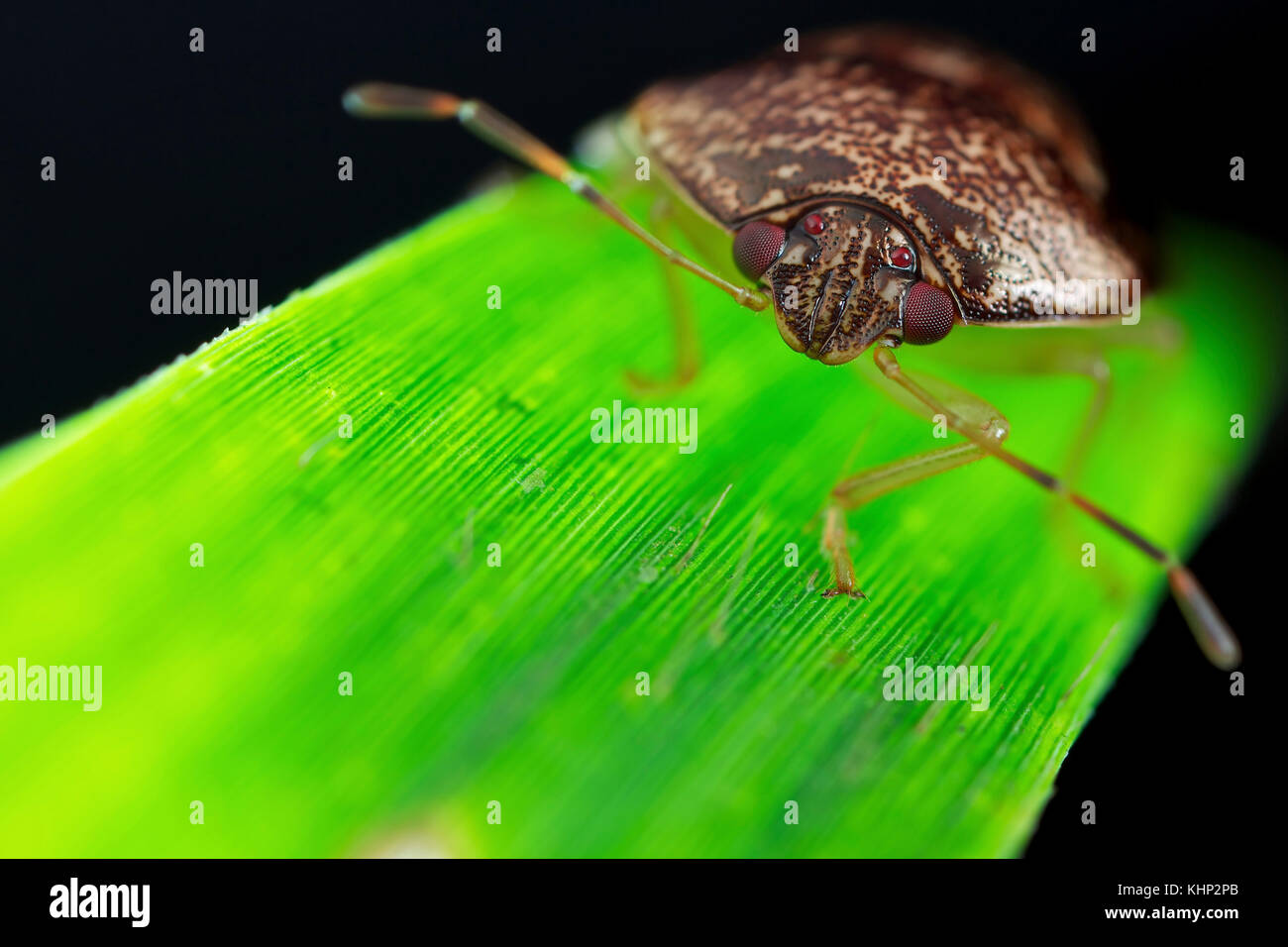 Shield bug, Mount Isarog National Park, Philippines Stock Photo - Alamy