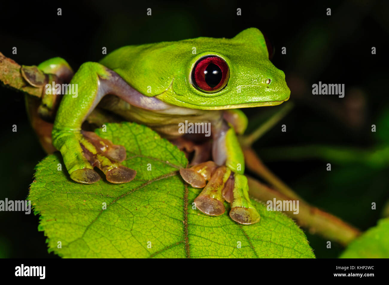 Gliding Leaf Frog (Agalychnis spurrelli), Cauca, Colombia Stock Photo ...
