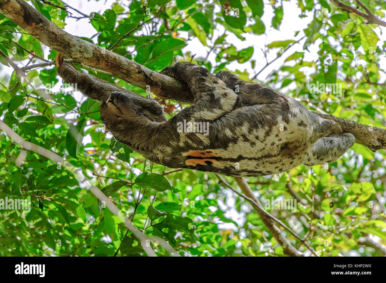 Brown-throated Three-toed Sloth (Bradypus variegatus), Mamiraua Reserve ...