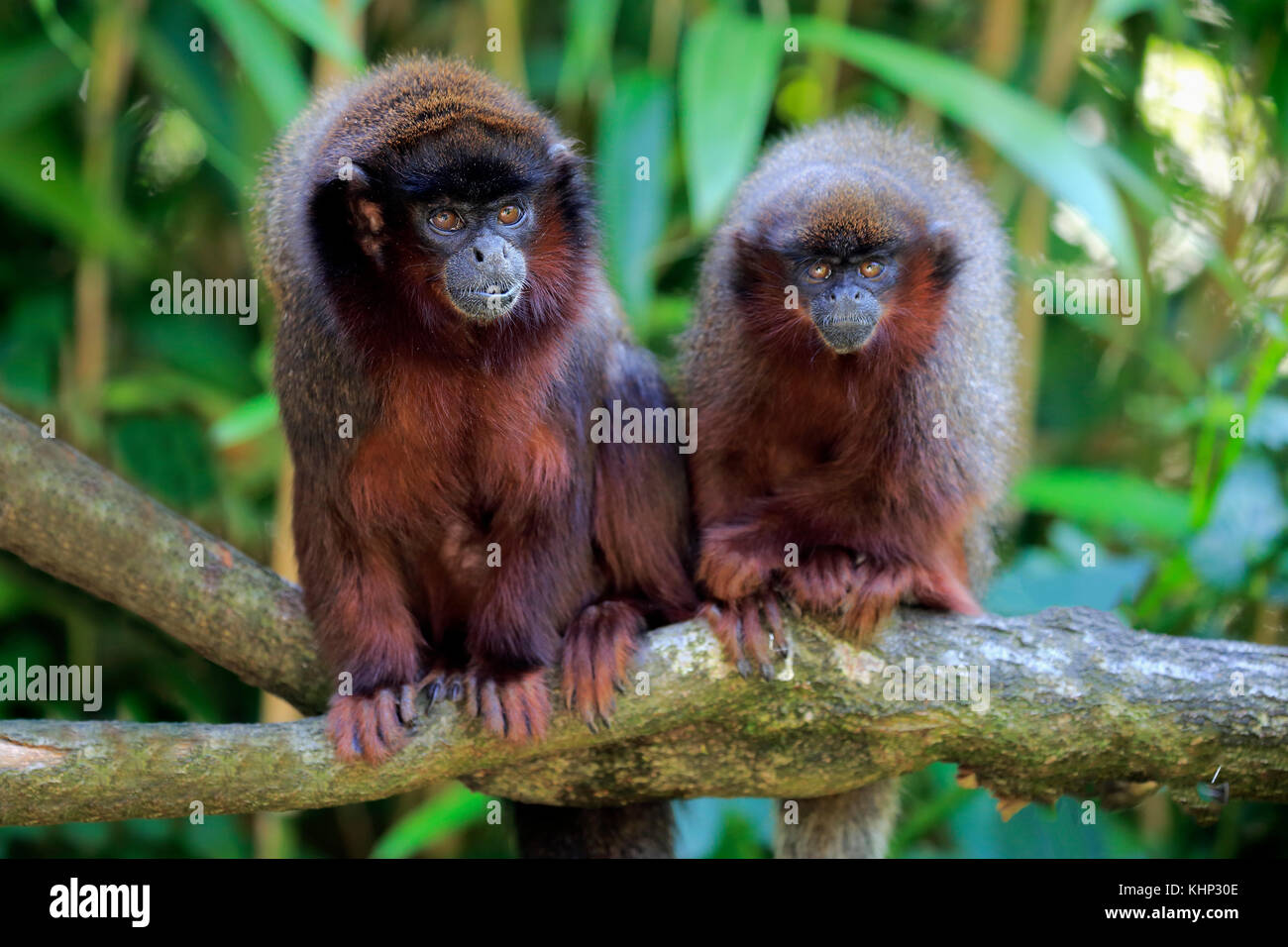 Dusky Titi Monkey (Callicebus moloch) and sub-adult, native to South ...