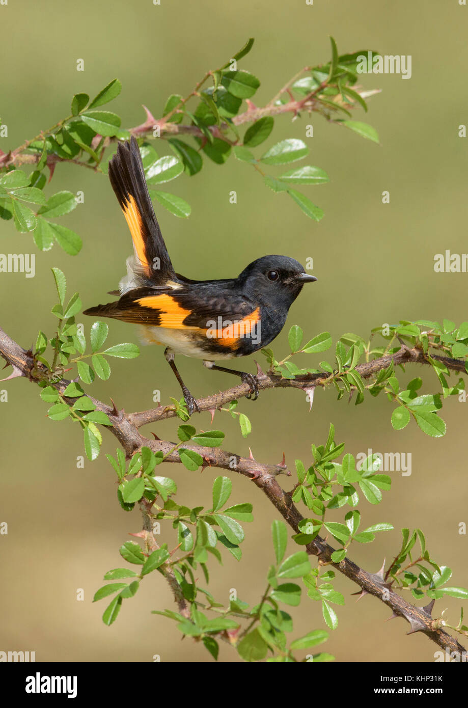 American Redstart (Setophaga ruticilla) male, Texas Stock Photo - Alamy