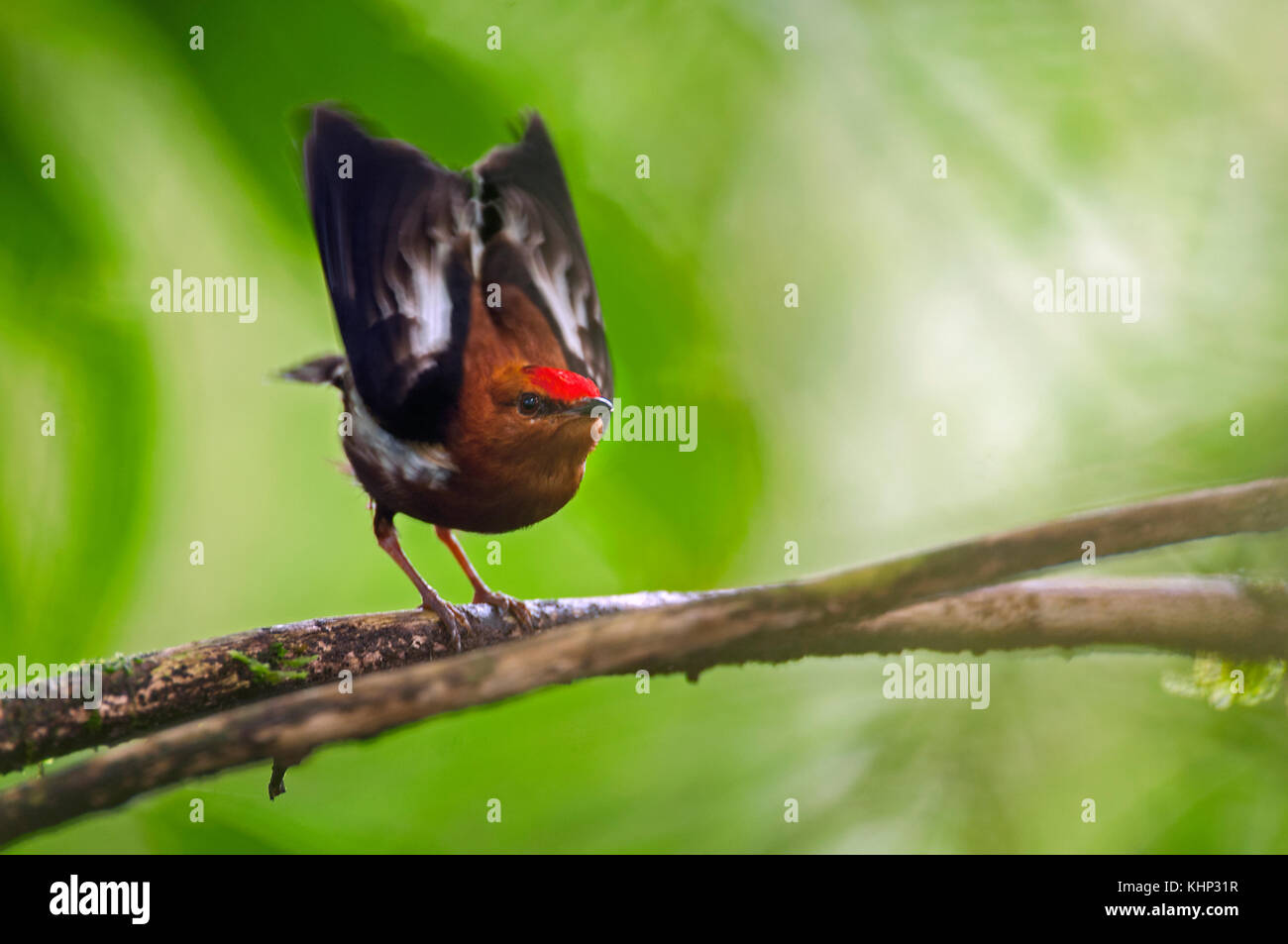 Club-winged Manakin (Machaeropterus deliciosus) in courtship display ...