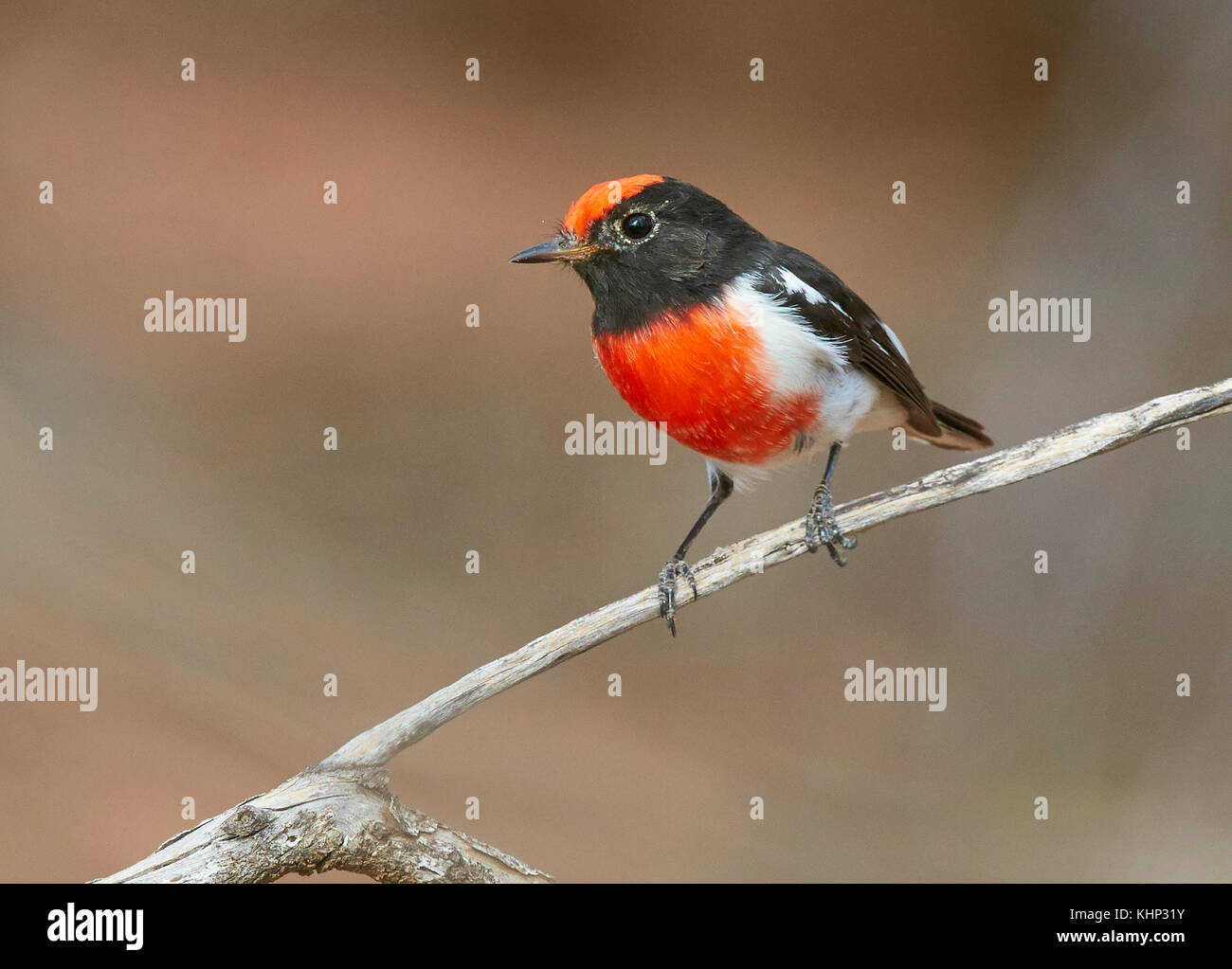 Red-capped Robin (Petroica goodenovii), Opalton, Queensland, Australia ...