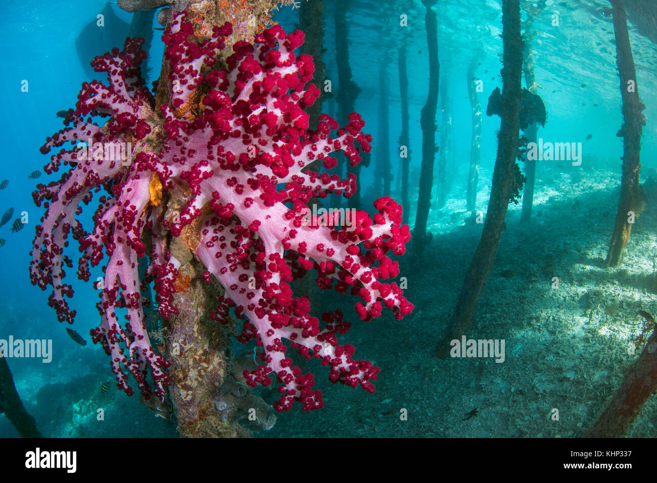 Soft Coral (Nephthea sp) on stilt, Raja Ampat Islands, Indonesia Stock ...