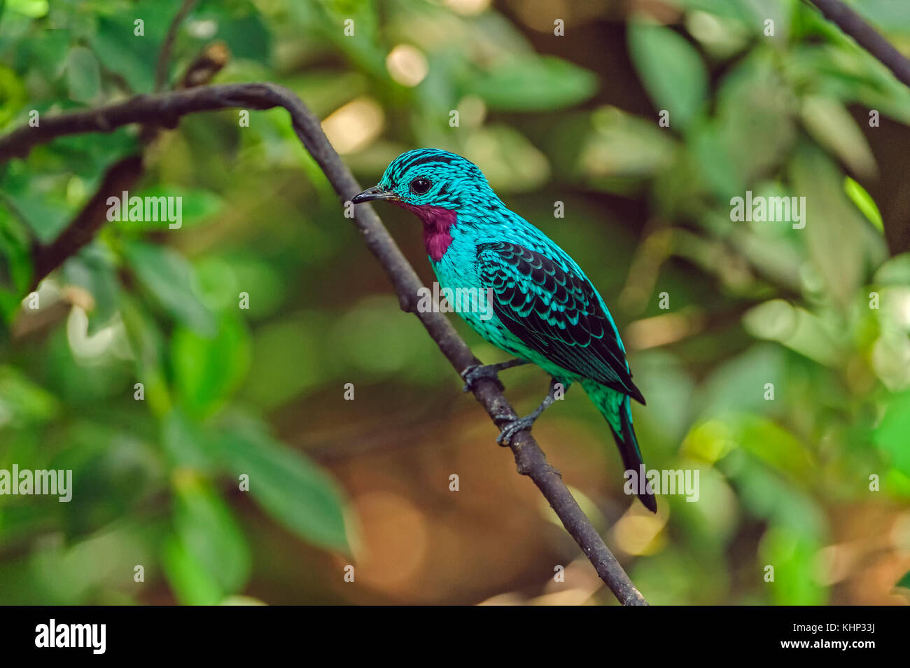 Spangled Cotinga (Cotinga cayana) male, native to South America Stock ...