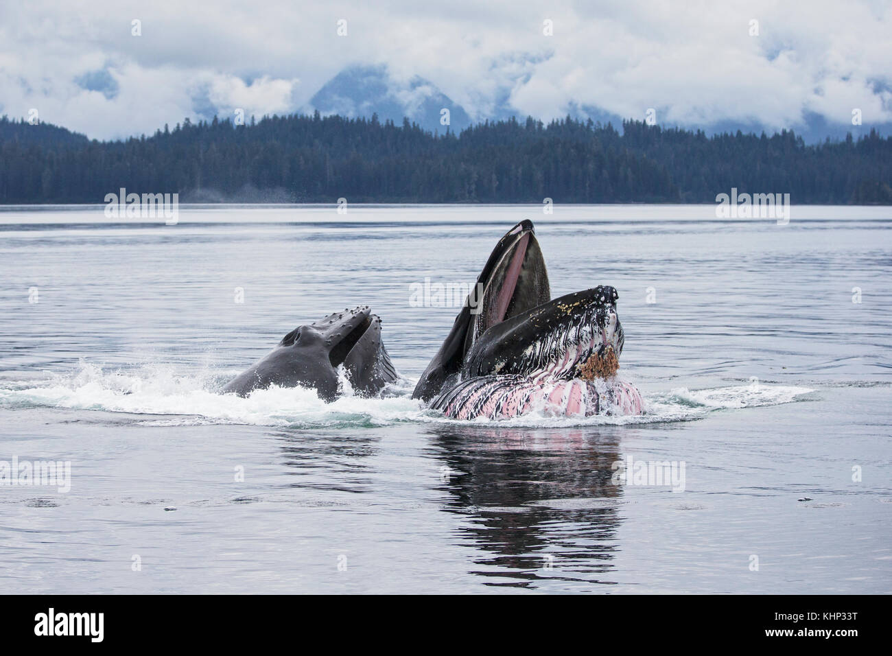 Humpback Whale (Megaptera novaeangliae) pair gulp feeding, southeast ...
