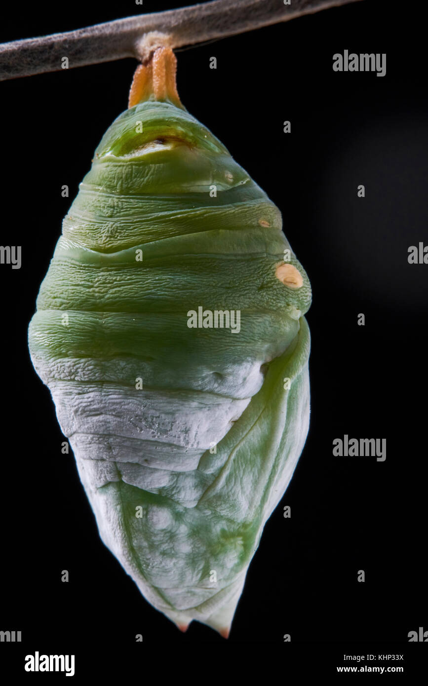 Theseus Morpho (Morpho theseus) chrysalis, Yasuni National Park ...