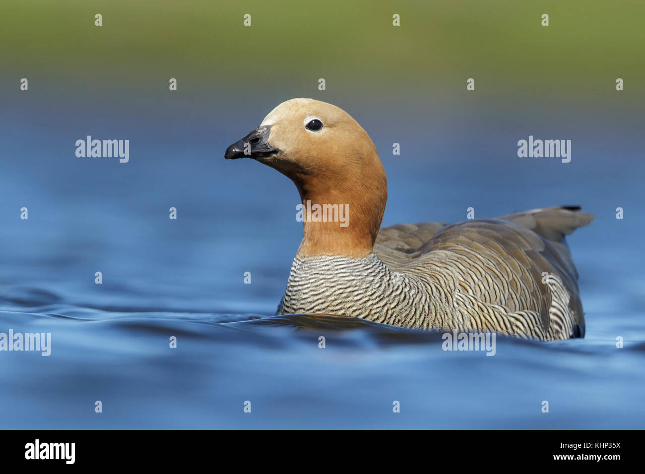 Ruddy-headed Goose (Chloephaga rubidiceps), Falkland Islands Stock ...