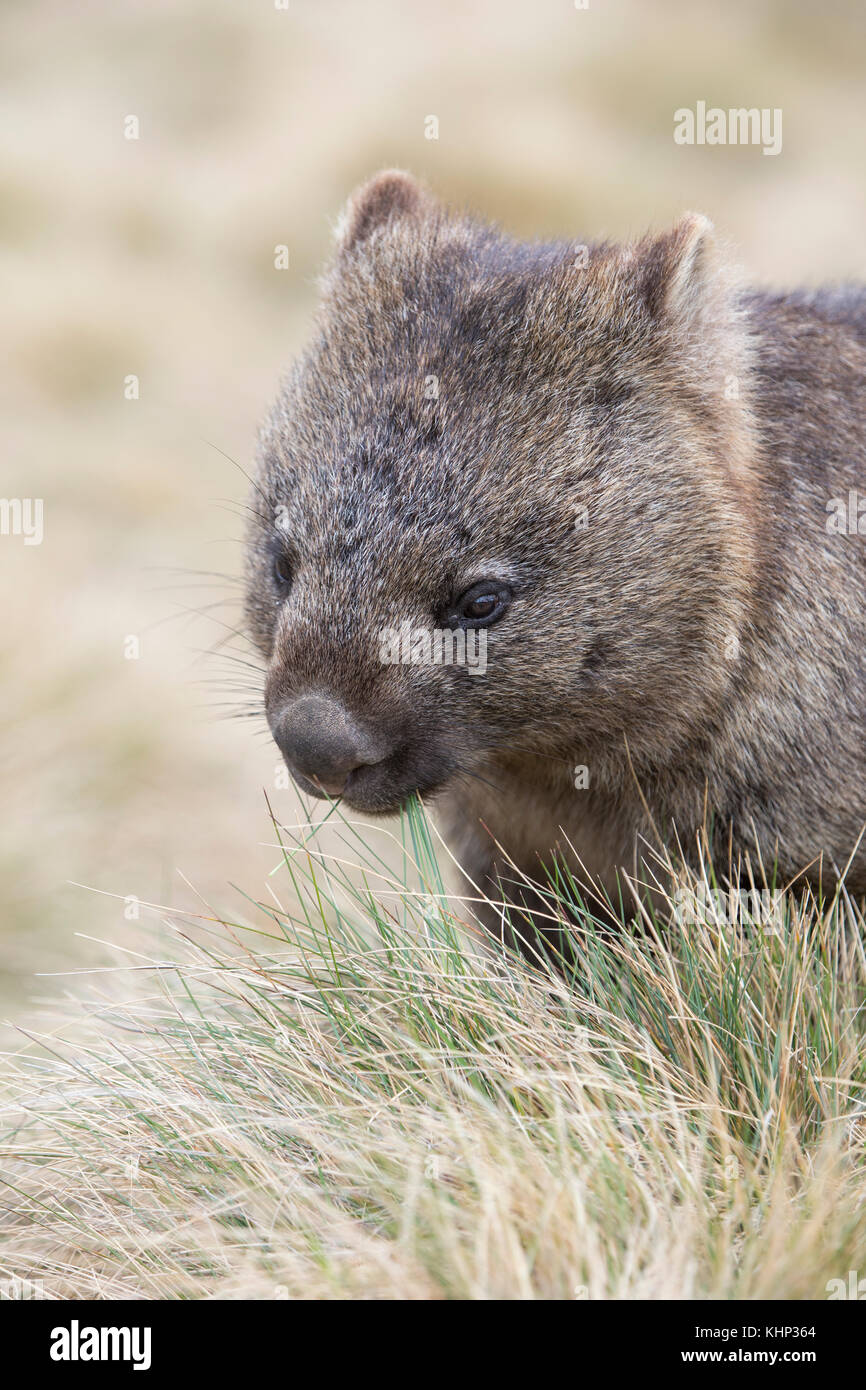 Wombat close up hi-res stock photography and images - Alamy