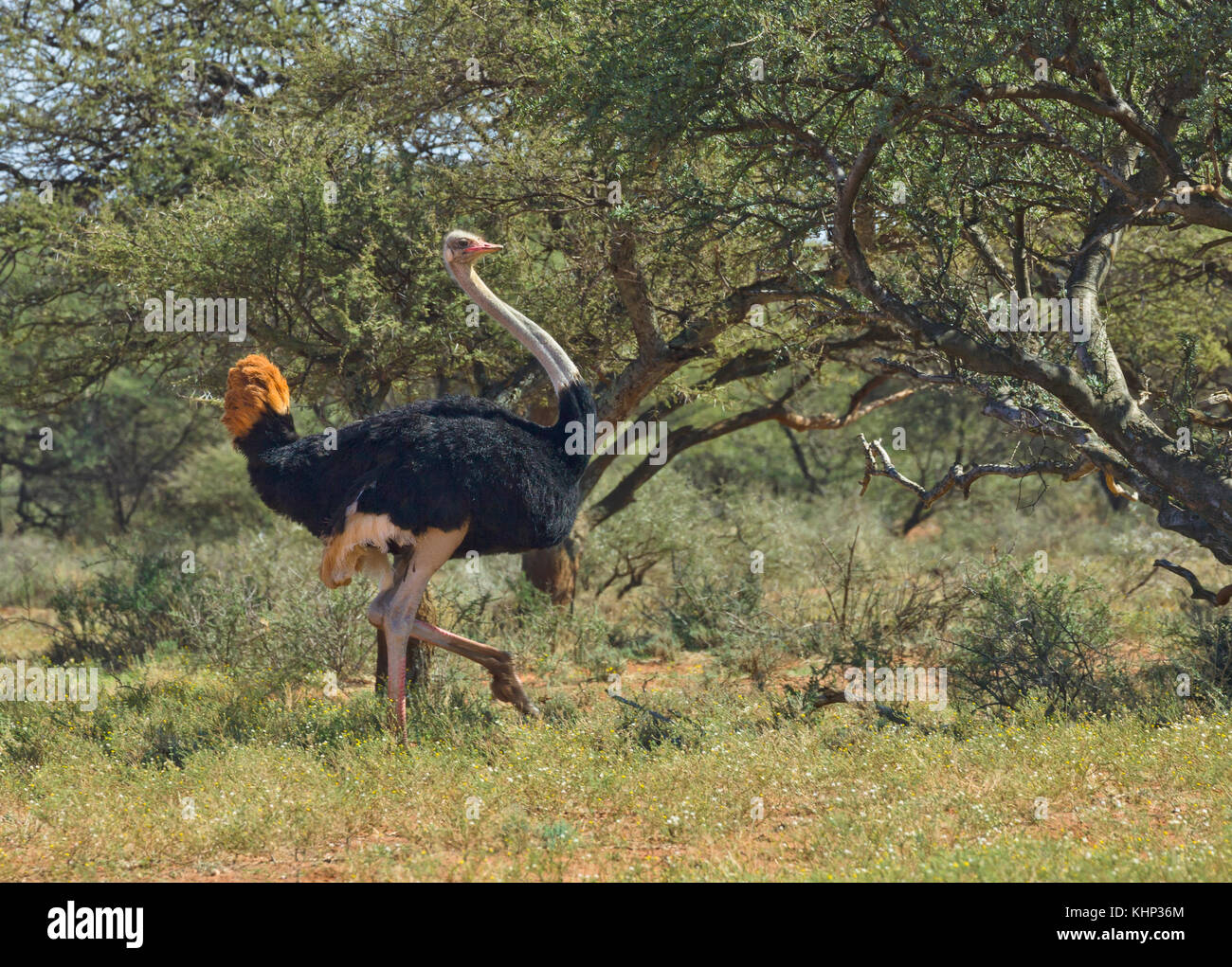 Ostrich (Struthio camelus) male in breeding plumage, Mokala National ...