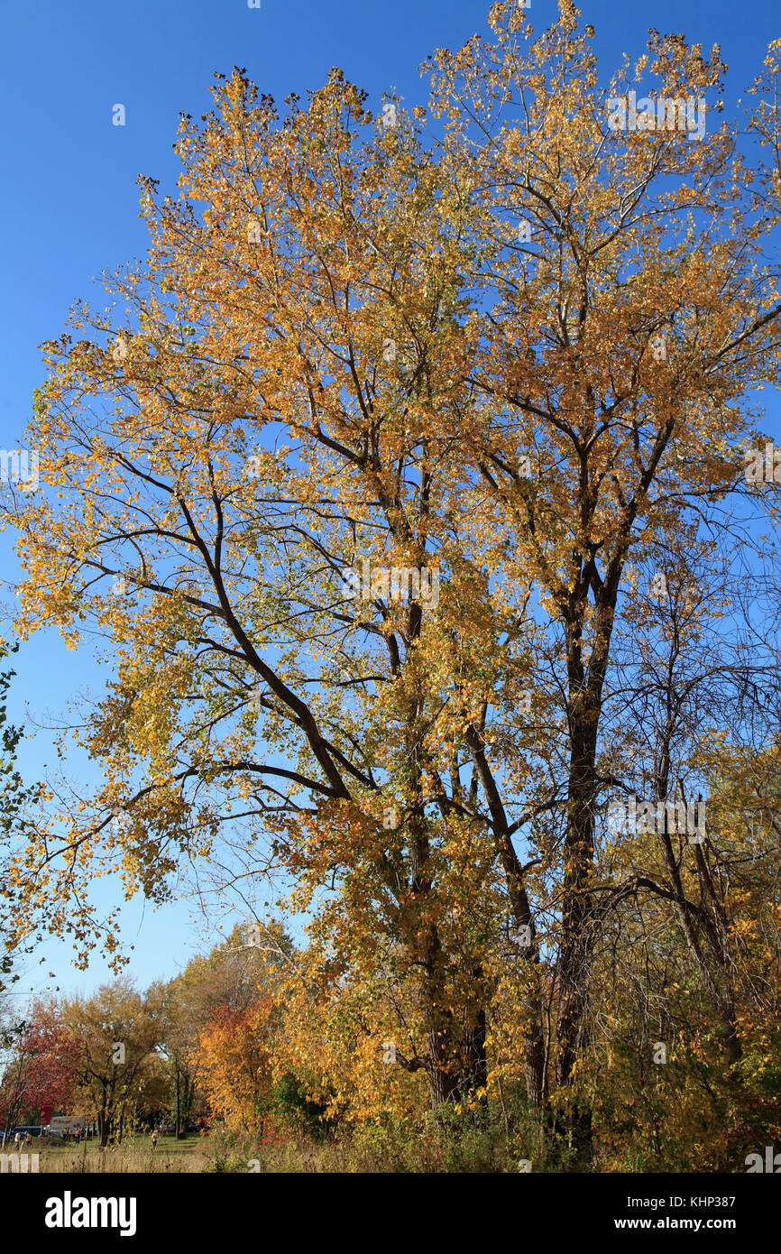 Canada, Quebec, Montreal, park, tree, autumn foliage Stock Photo - Alamy
