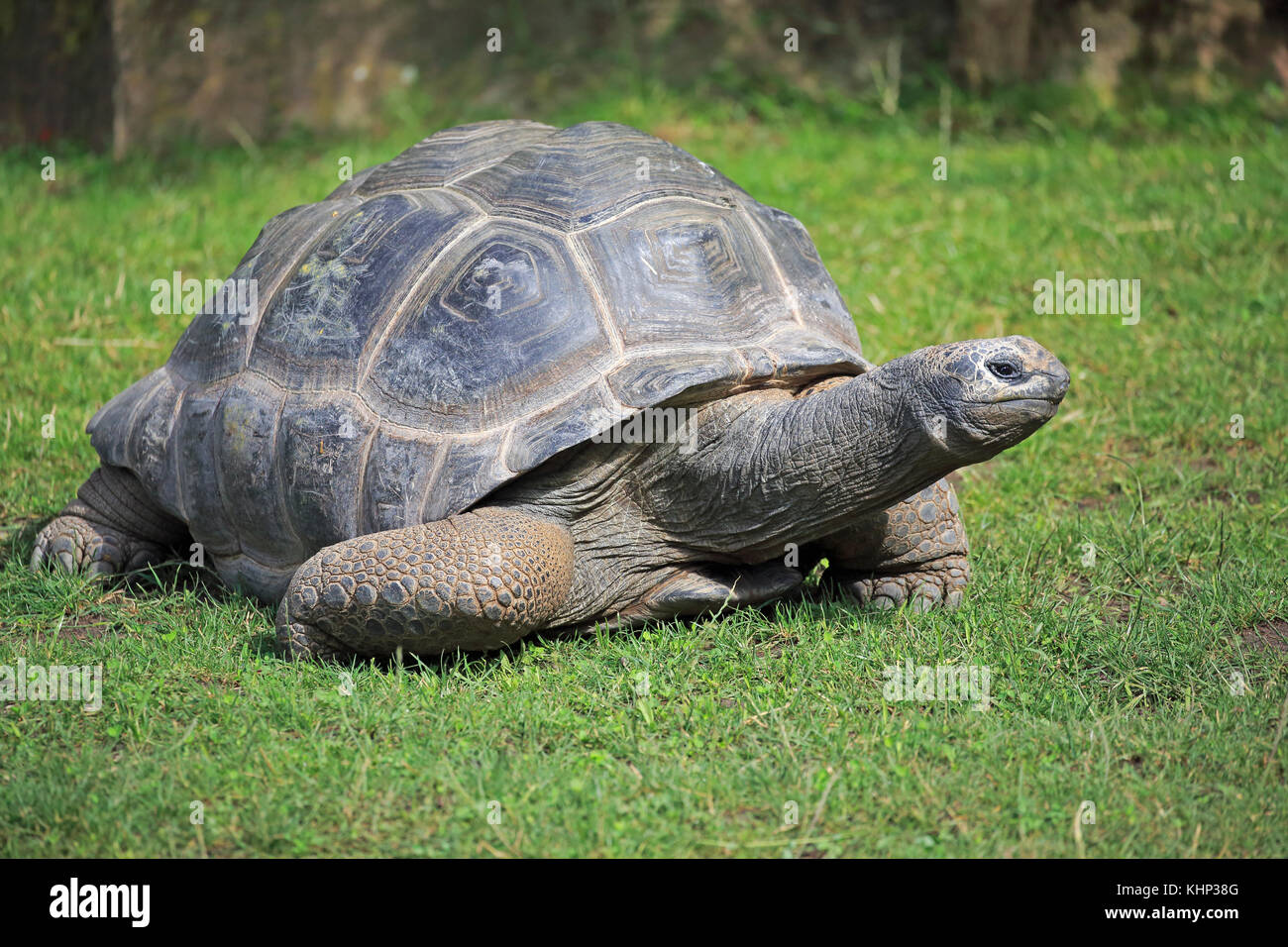 Aldabra Giant Tortoise (Aldabrachelys gigantea), Heidelberg, Germany ...